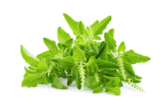 18 Manfaat Daun Kemangi untuk Kesehatan - BAMS