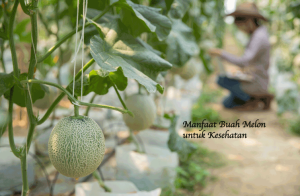 12 Manfaat Buah Melon untuk Kesehatan - BAMS