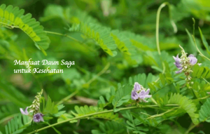 7 Manfaat Daun Saga untuk Kesehatan - BAMS