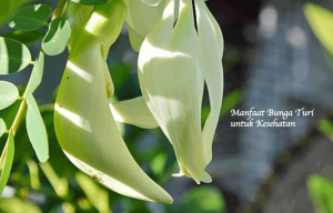 15 Manfaat Bunga Turi untuk Kesehatan - BAMS