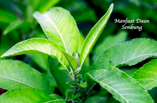 15 Manfaat Daun Sembung untuk Kesehatan - BAMS