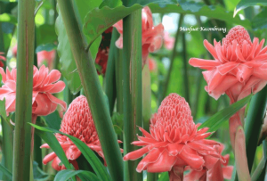 10 Manfaat Kecombrang untuk Kesehatan - BAMS