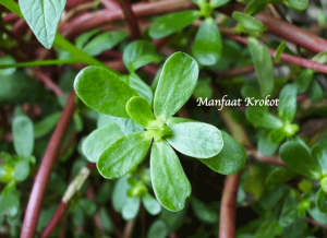 10 Manfaat Krokot untuk Kesehatan - BAMS