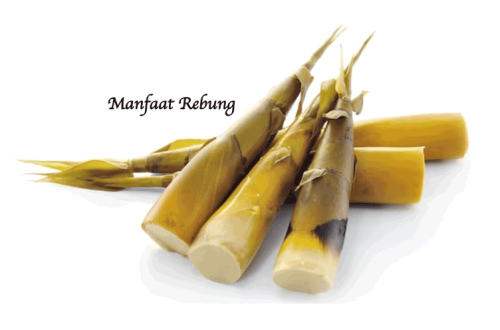 15+ Manfaat Rebung untuk Kesehatan - BAMS