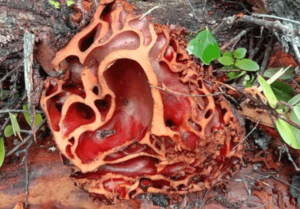 10 Manfaat Sarang Semut, Obat Tradisional Papua yang Ajaib - BAMS